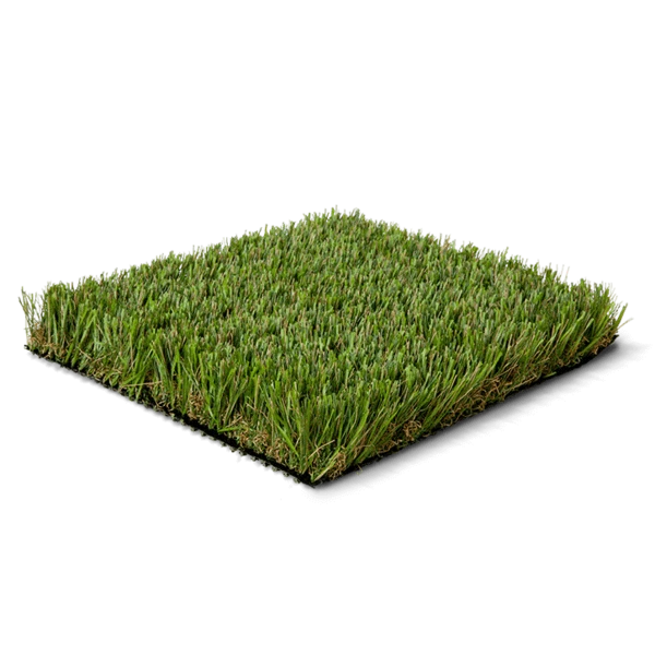 PBGV – MegaGrass